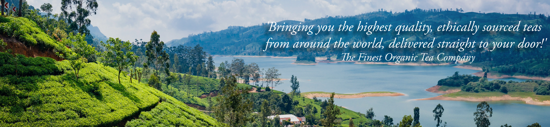 Tea Chemistry 101: Understanding Water's Influence – Finest Organic Tea ...